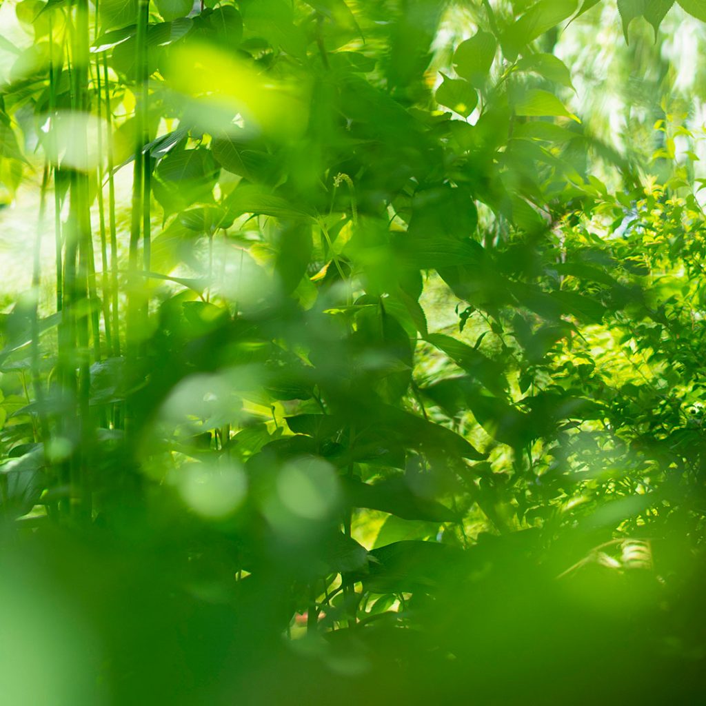 D&G Light Blue Women Type - Sample - Phoenicia Essence