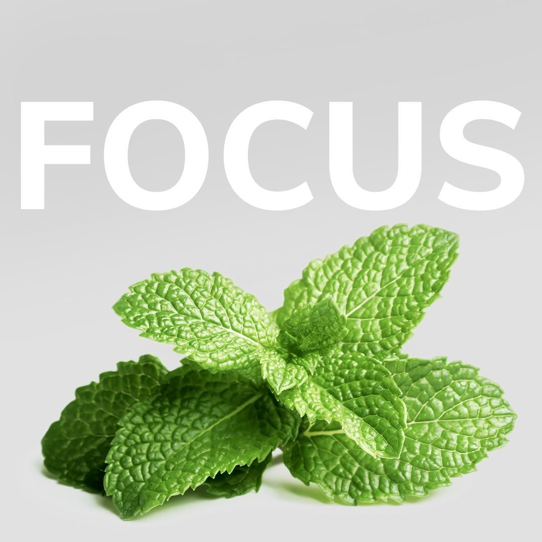 Focus - Phoenicia Essence