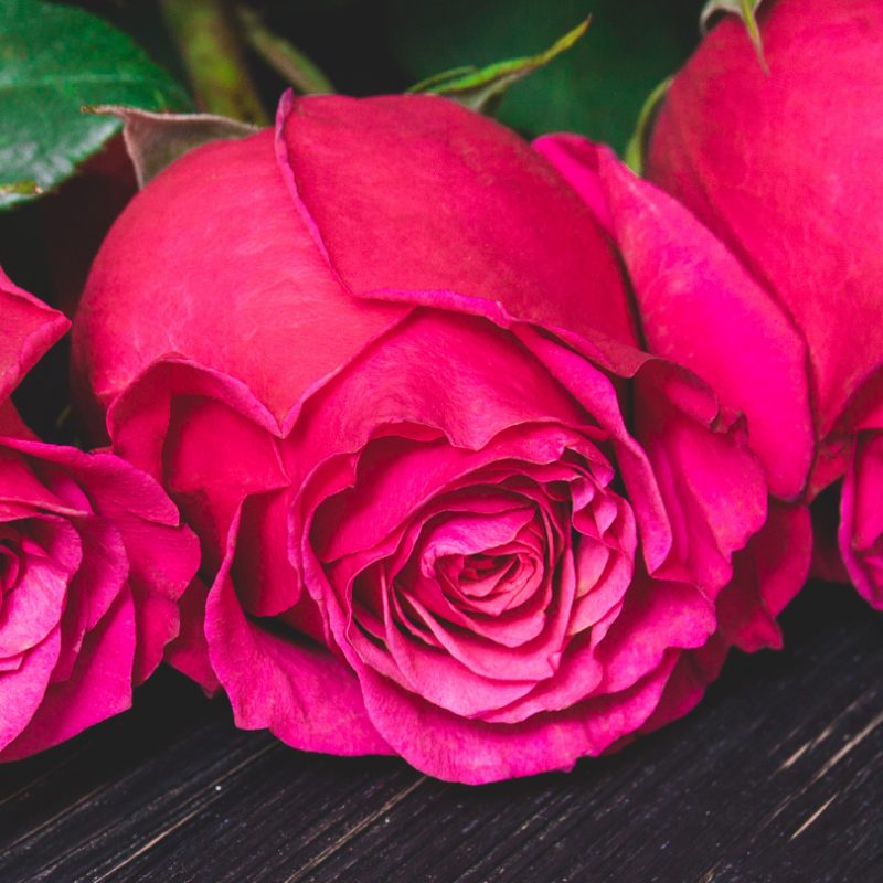 Aria-type Sample | Phoenicia Essence