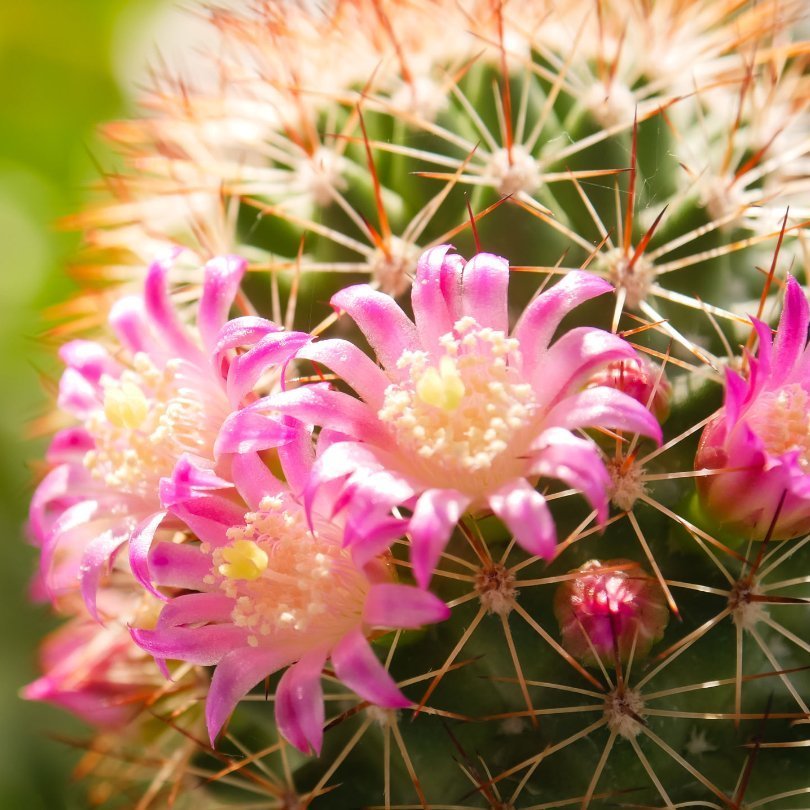 Desert Bloom Sample - Phoenicia Essence