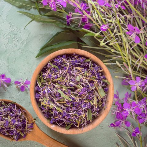 White Willow Tea Sample - Phoenicia Essence