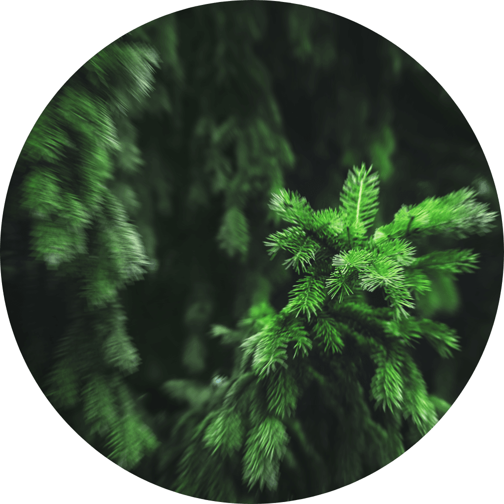 Fresh Cut Pine - Sample - Phoenicia Essence
